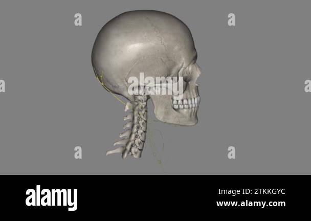 The occipital lymph nodes are located in the back of the head, near the occipital bone of the ...