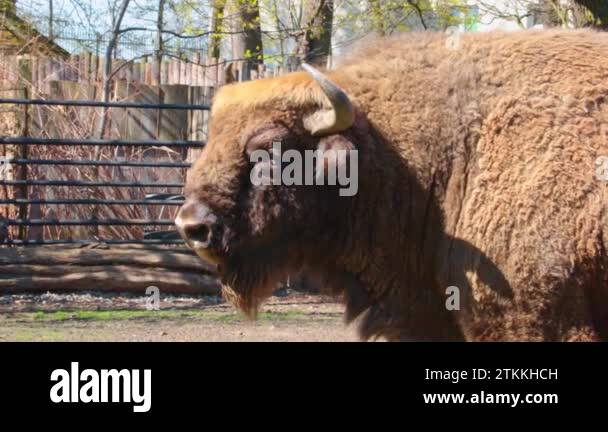Steam from the nostrils of a bison. Close-up on the head of a bison ...