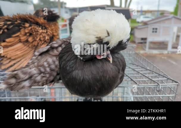 Fowl types Stock Videos & Footage - HD and 4K Video Clips - Alamy