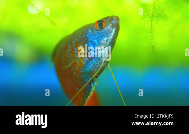 Dwarf Gourami fish, Trichogaster lalius, male specimen with red orange ...
