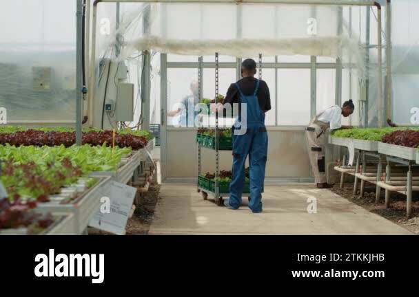Lettuce picker Stock Videos & Footage - HD and 4K Video Clips - Alamy