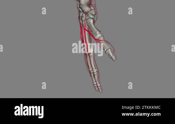 The first dorsal metacarpal artery, which arises directly from the deep ...