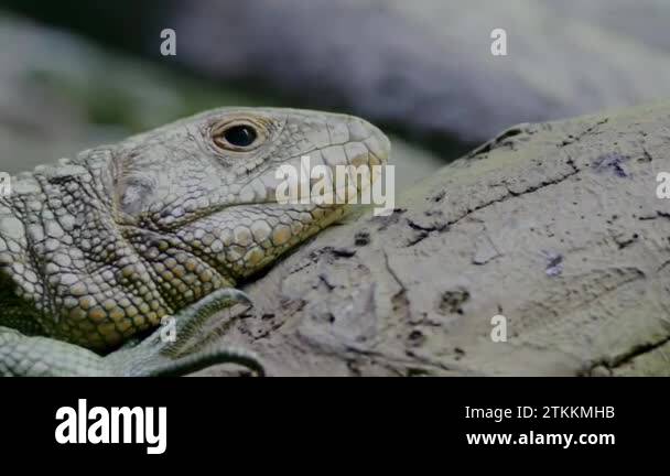 Northern tree lizard Stock Videos & Footage - HD and 4K Video Clips - Alamy