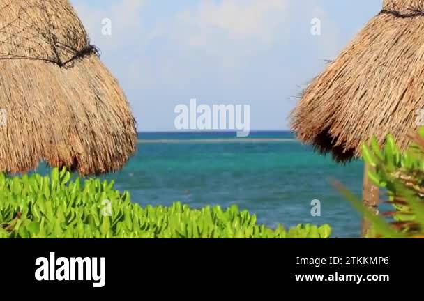 Palapa thatched roofs palm trees parasols umbrellas and sun loungers at ...