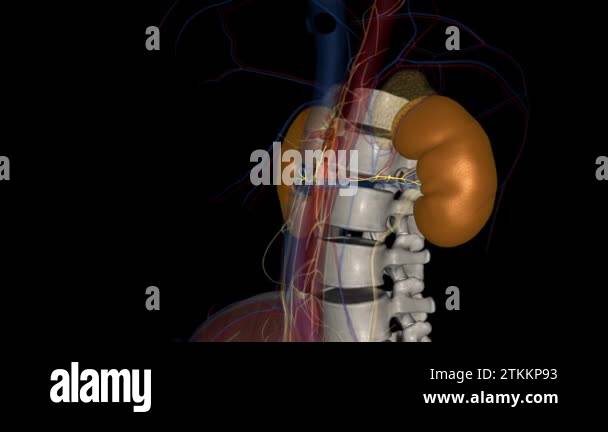 The renal plexus is a complex network of nerves formed by filaments ...