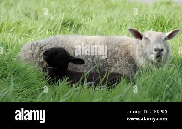 Spot the black sheep Stock Videos & Footage - HD and 4K Video Clips - Alamy
