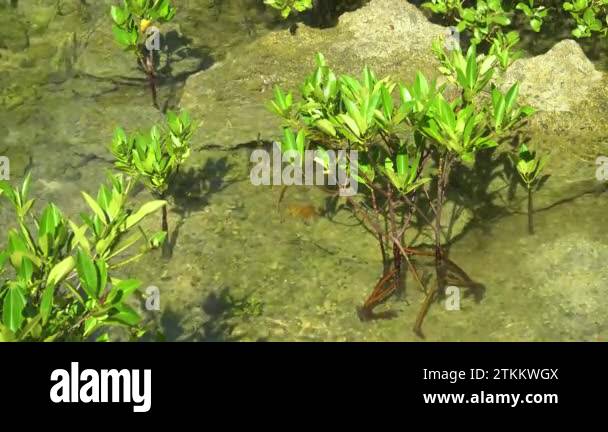 Young mangroves in the water. Tropical mangrove green tree forest ...
