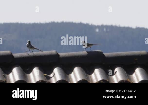 Black and white bird with long wagging tail Stock Videos & Footage - HD ...
