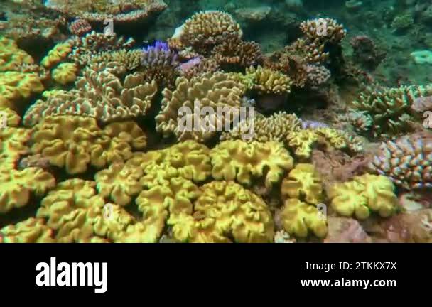 Coral sea great barrier reef Queensland Australia Stock Video Footage ...