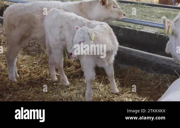 Cow calf in barn Stock Videos & Footage - HD and 4K Video Clips - Alamy