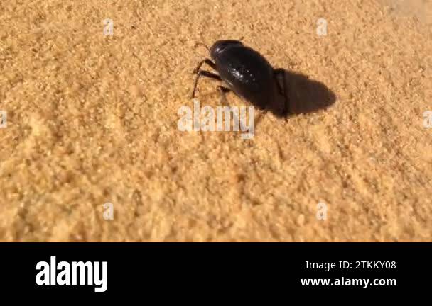 Scarab beetle sand Stock Videos & Footage - HD and 4K Video Clips - Alamy