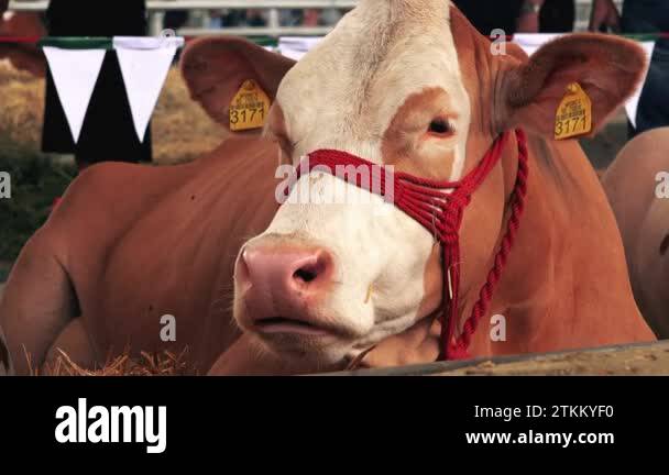 Traditional fair cow Stock Videos & Footage - HD and 4K Video Clips - Alamy