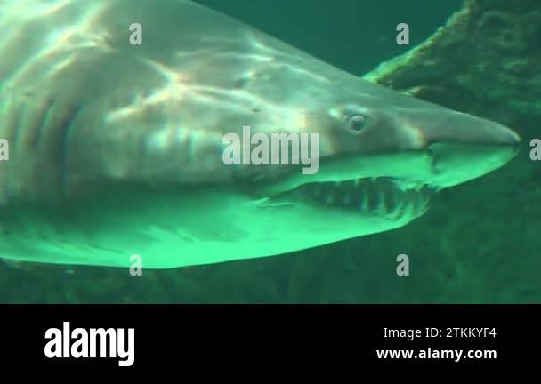 Sharp teeth shark Stock Videos & Footage - HD and 4K Video Clips - Alamy