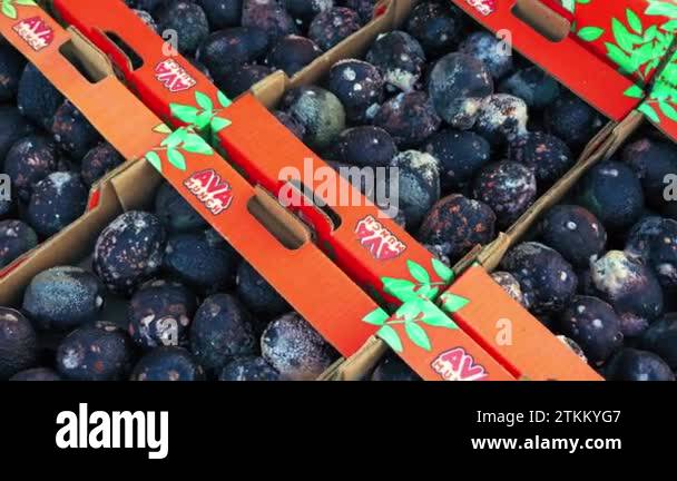 Rotten animals Stock Videos & Footage - HD and 4K Video Clips - Alamy