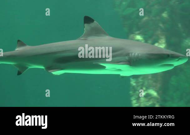 Predatory marine life Stock Videos & Footage - HD and 4K Video Clips ...