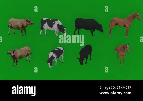 3D several domestic horses and cows green screen eating and milking ...