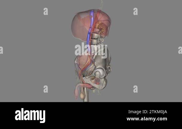 The inferior vena cava (IVC) is a large retroperitoneal vessel formed ...