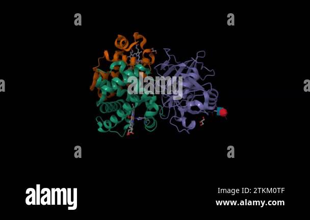 Structure of human haptoglobin(violet)-haemoglobin (brown-green ...