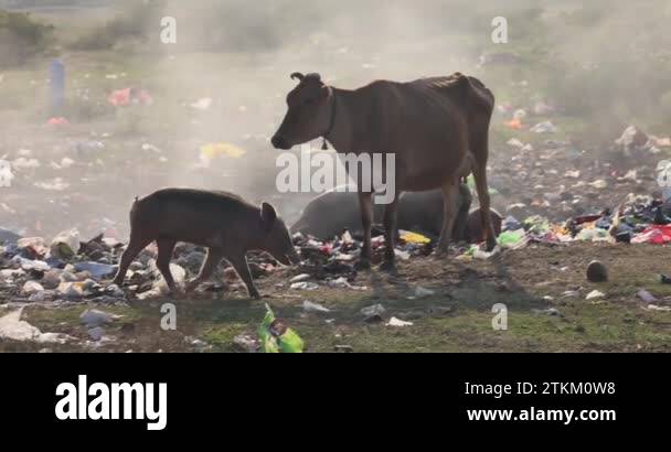 Cattle grazing among burning plastic at rubbish dump Waste and Garbage ...
