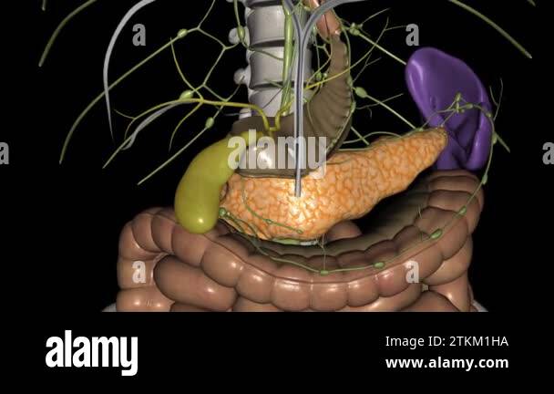gallbladder is a small, pear-shaped organ on the right side of your ...