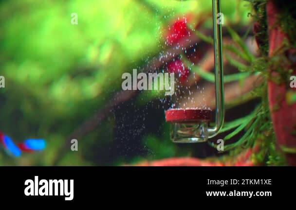Side view of CO2 diffuser underwater in freshwater aquascaping planted ...