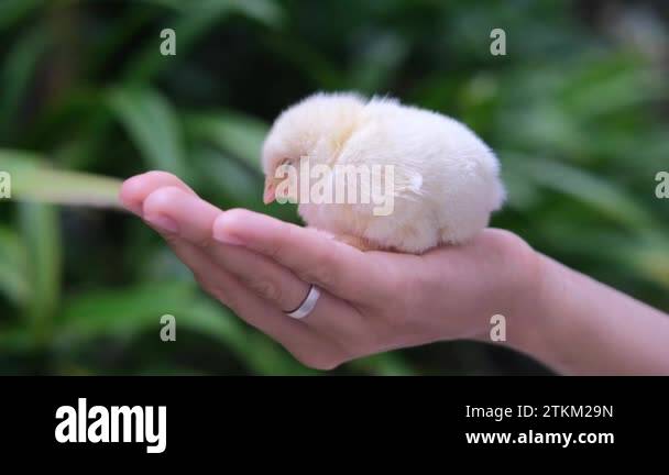 The appearance of a chick, a yellow live ball of fluff. On the palm of ...