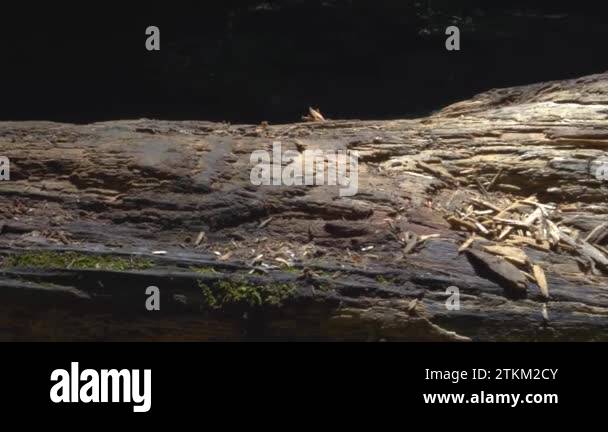 Fell out of tree Stock Videos & Footage - HD and 4K Video Clips - Alamy