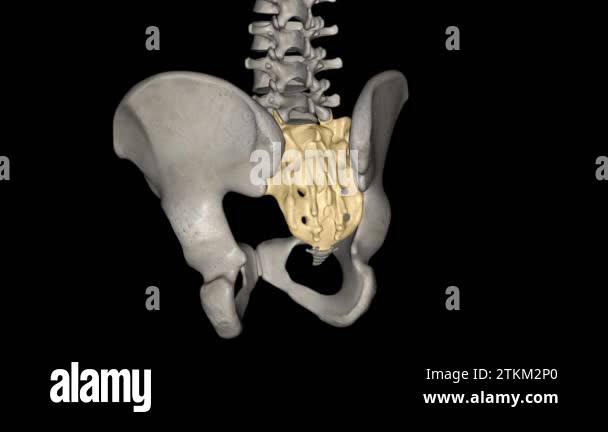 The sacrum is the triangular bone just below the lumbar vertebrae Stock ...