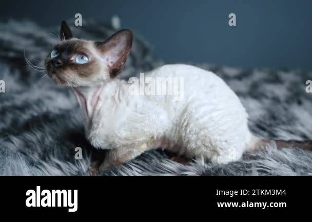 Tabby devon rex Stock Videos & Footage - HD and 4K Video Clips - Alamy