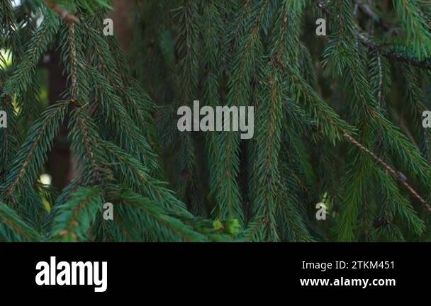 Natural christmas tree background image. Coniferous tree in the forest ...