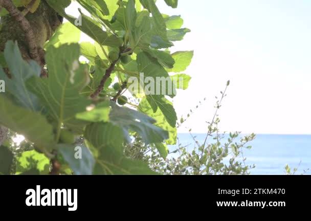 Tropical fig tree Stock Videos & Footage - HD and 4K Video Clips - Alamy