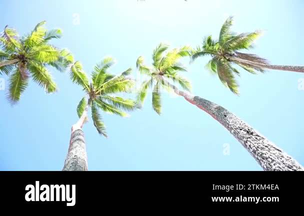 Typical coconut palm trees Stock Videos & Footage - HD and 4K Video ...