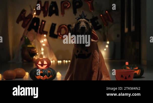 Scary dog costume Stock Videos & Footage - HD and 4K Video Clips - Alamy