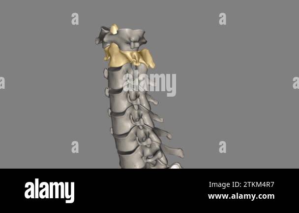 The Axis (C2 vertebra) also known as epistropheus forms the pivot upon ...