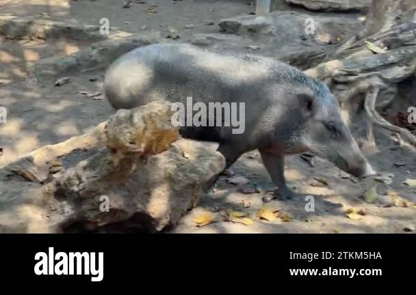 Wild boar pig ears Stock Videos & Footage - HD and 4K Video Clips - Alamy