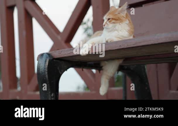 Hanging paw Stock Videos & Footage - HD and 4K Video Clips - Alamy