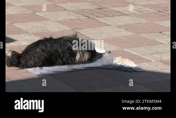 The Pekingese is a sacred dog of Chinese emperors, bred in ancient ...