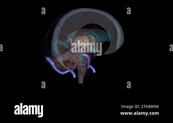 The sigmoid sinus is a paired intracranial venous channel Stock Video ...