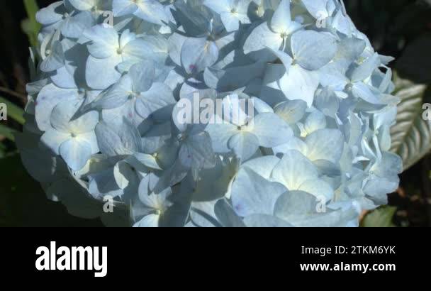 Hydrangea flower Stock Videos & Footage - HD and 4K Video Clips - Alamy