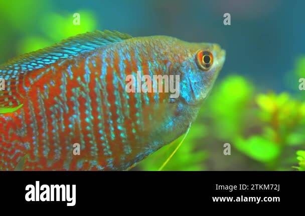 Dwarf gourami fish close up macro slow motion shot. Flame gourami, Red ...