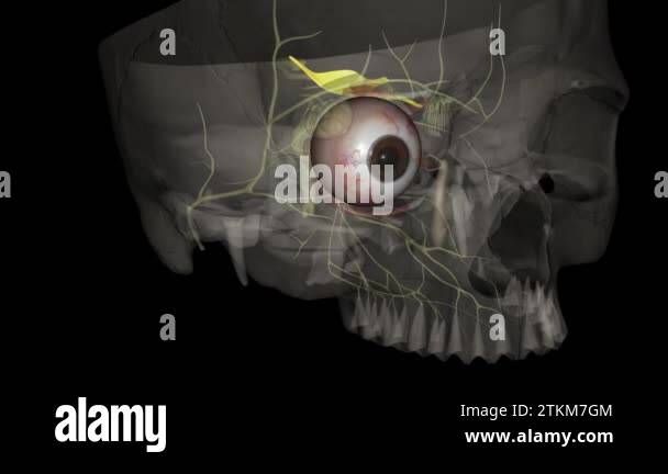 Eye movement pupil constriction. Trochlear Nerve, Eye movement .The ...