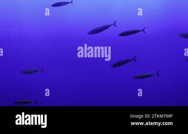 School of fish gracefully navigating the azure depths of the ocean ...