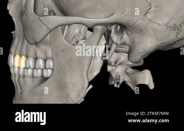 The maxillary premolars number four: two in the right maxilla and two ...