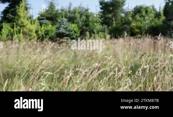 A strong summer wind sways the stems of mature grasses in a wild meadow ...