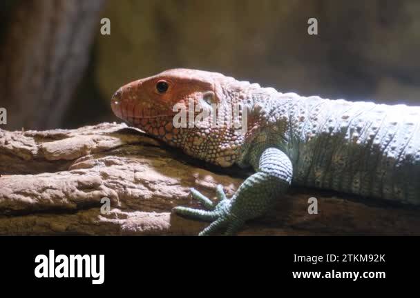 Aquatic lizards Stock Videos & Footage - HD and 4K Video Clips - Alamy