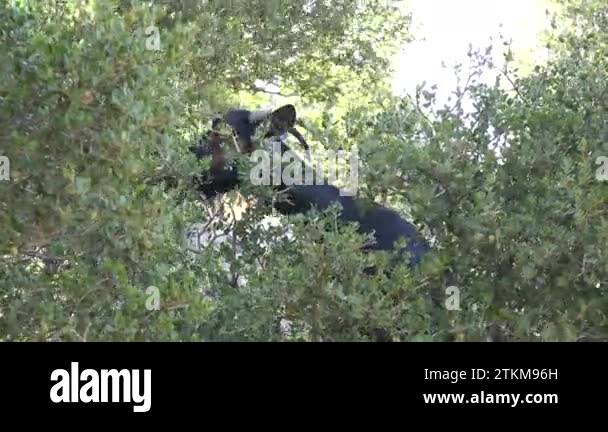 Tree goat Stock Videos & Footage - HD and 4K Video Clips - Alamy