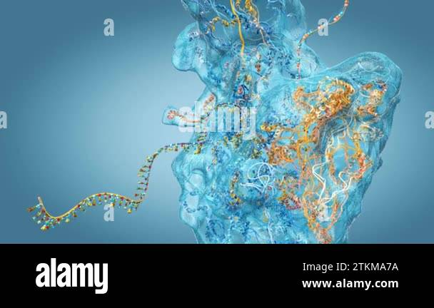 Rna synthesis process Stock Videos & Footage - HD and 4K Video Clips ...