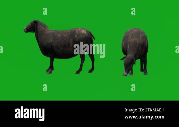 black sheep two different angles the green screen Stock Video Footage ...