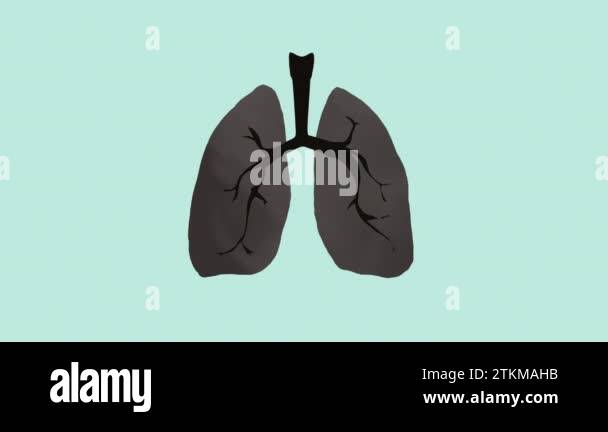Normal healthy lungs turn into black smokers lungs and heal afterwards ...