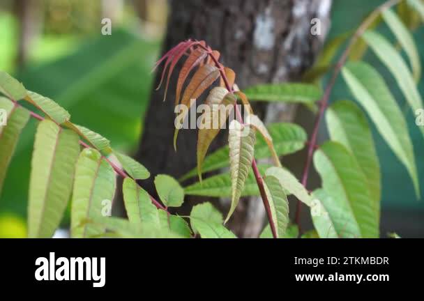 Chinese toon toona sinensis Stock Videos & Footage - HD and 4K Video ...